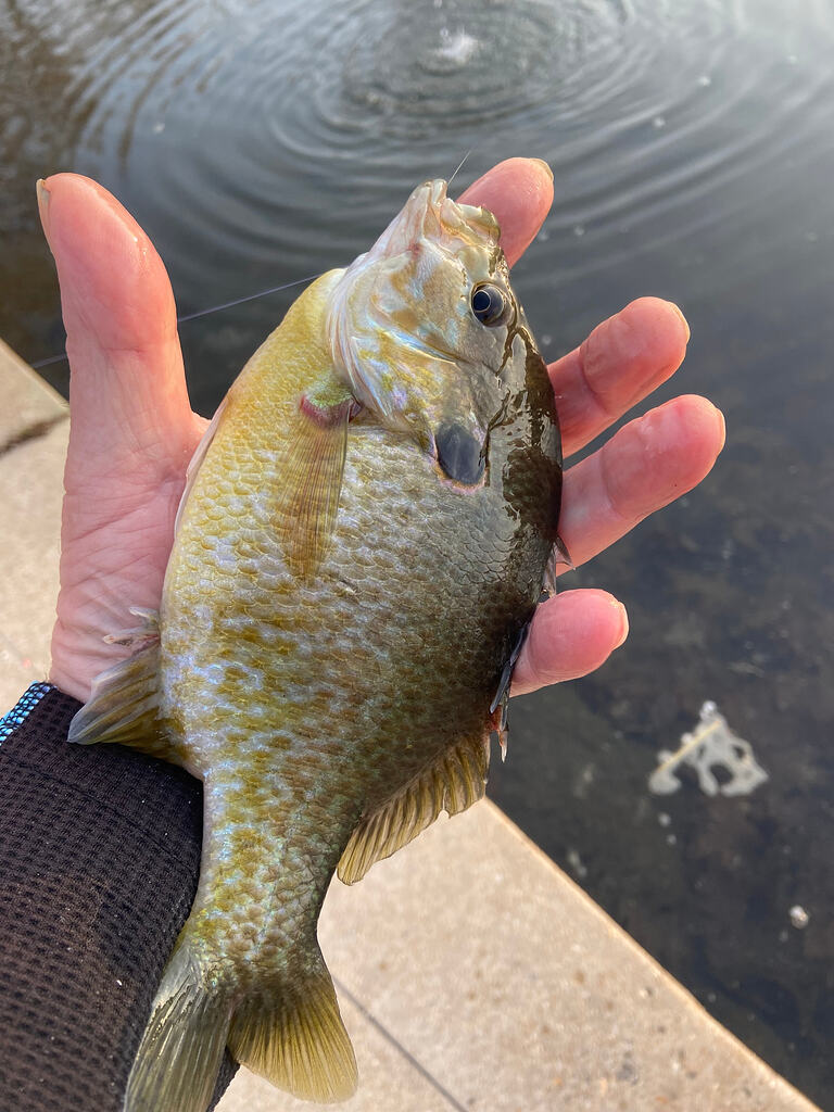 Hybrid sunnies & more - Panfish, Bream, Brim.... - Crappie.com