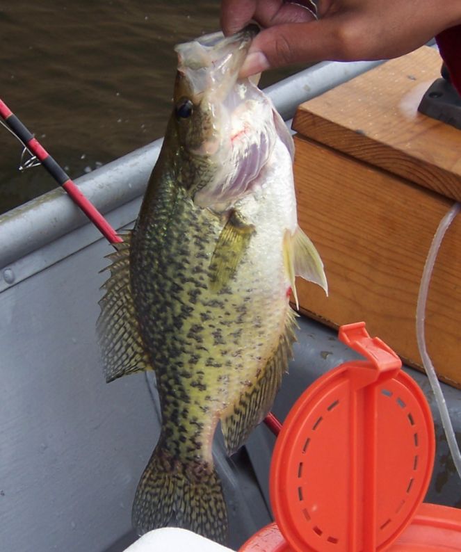 Hit Little Creek Reservoir - Virginia - Crappie.com