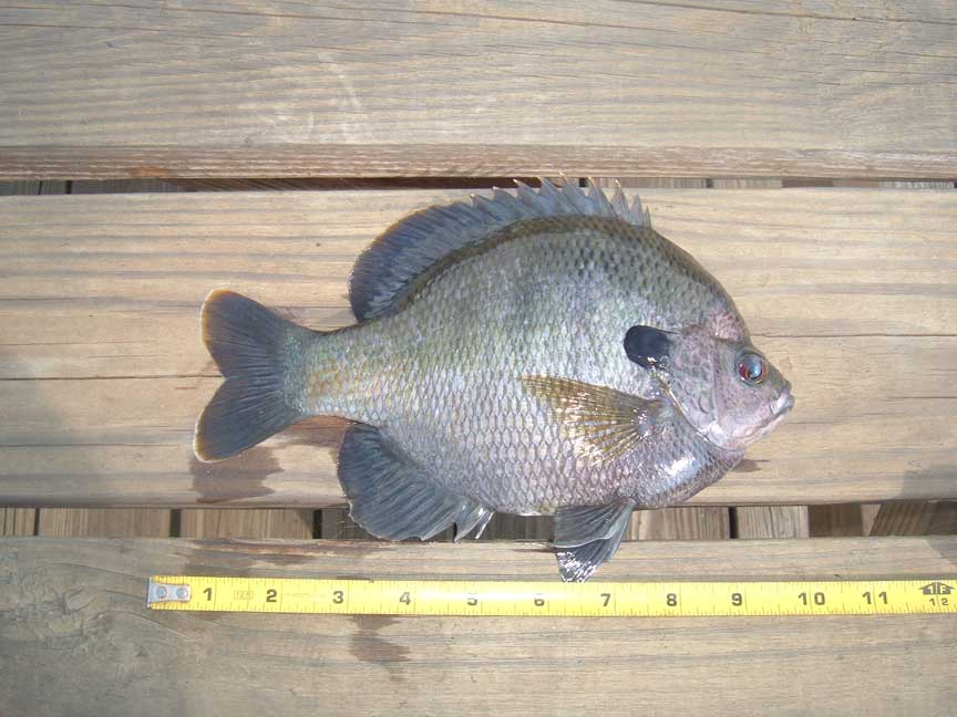 your biggest blue gill - Panfish, Bream, Brim.... - Crappie.com