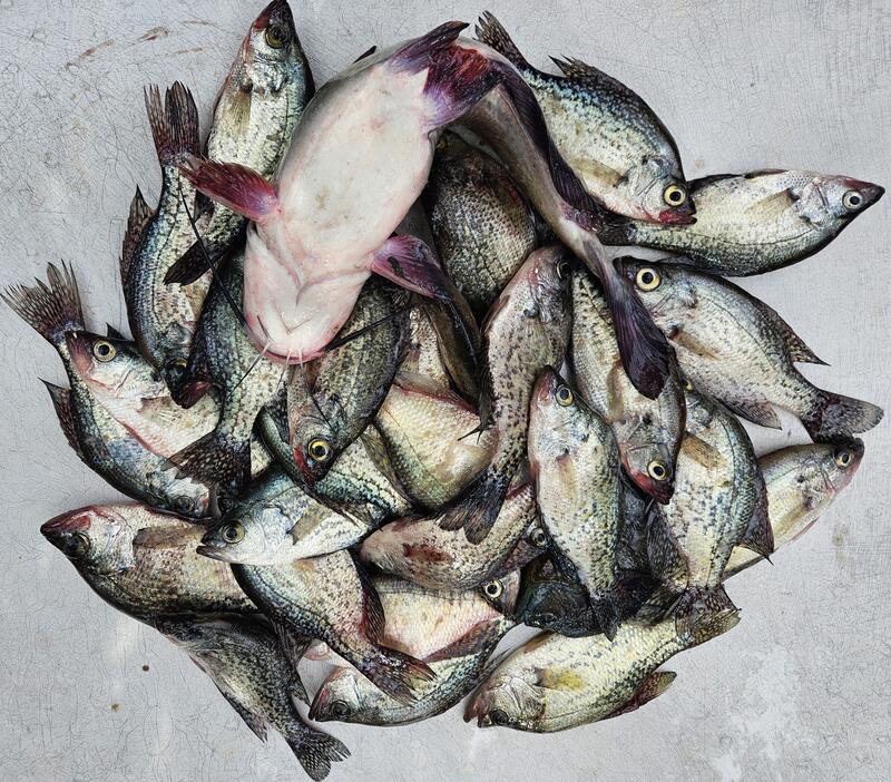 Kayak Trip Report, Forest Ingram Lake - Alabama - Crappie.com