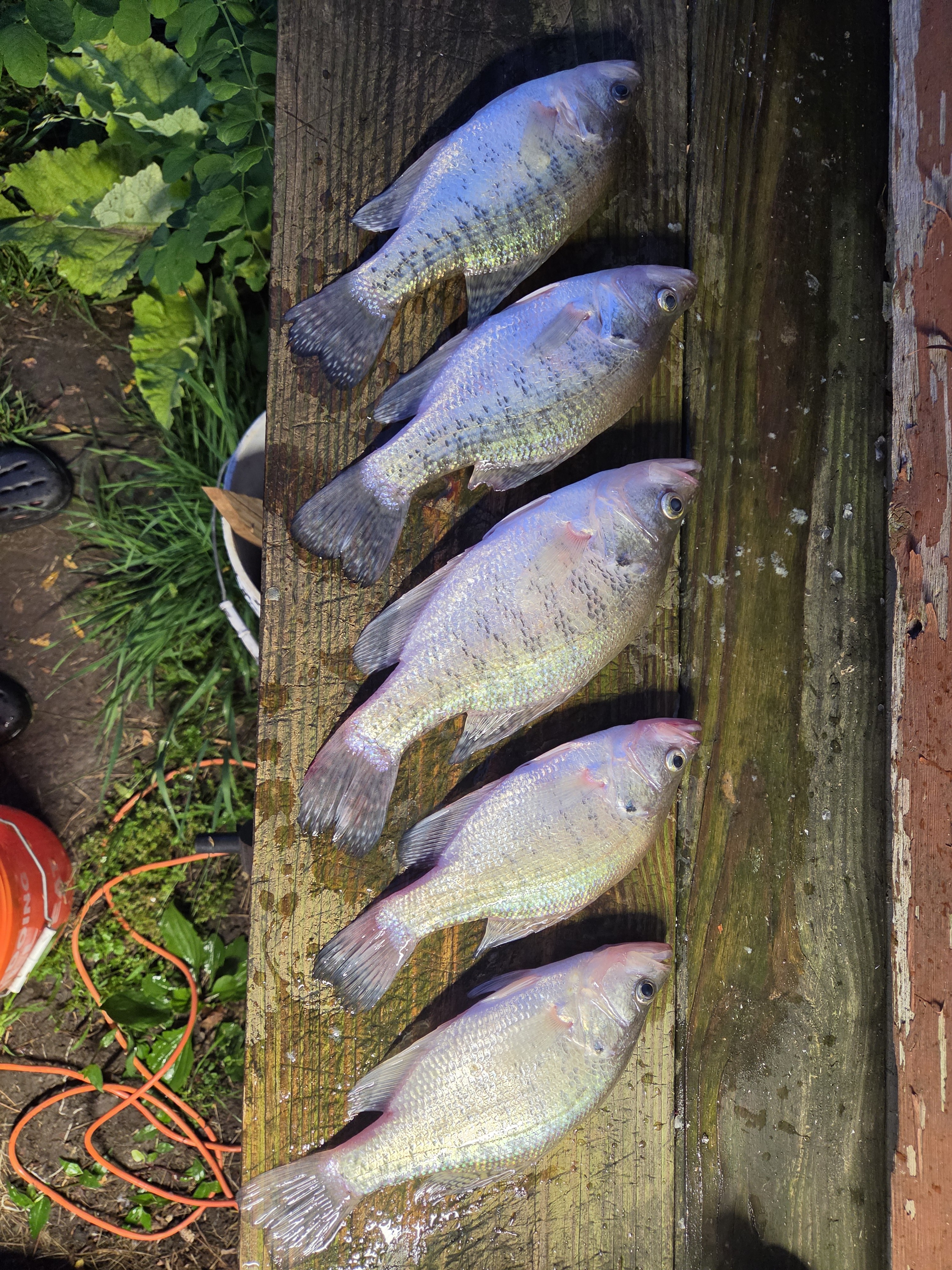 Bymo came up from Fl - Missouri Fishing - Crappie.com
